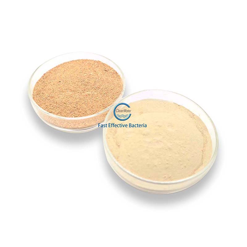 China Fast Effective Bacteria manufacturers and suppliers | Cleanwater